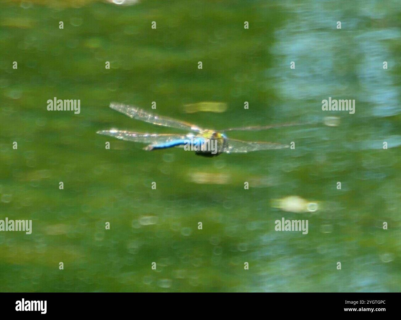Blue Emperor (Anax imperator Stock Photo - Alamy