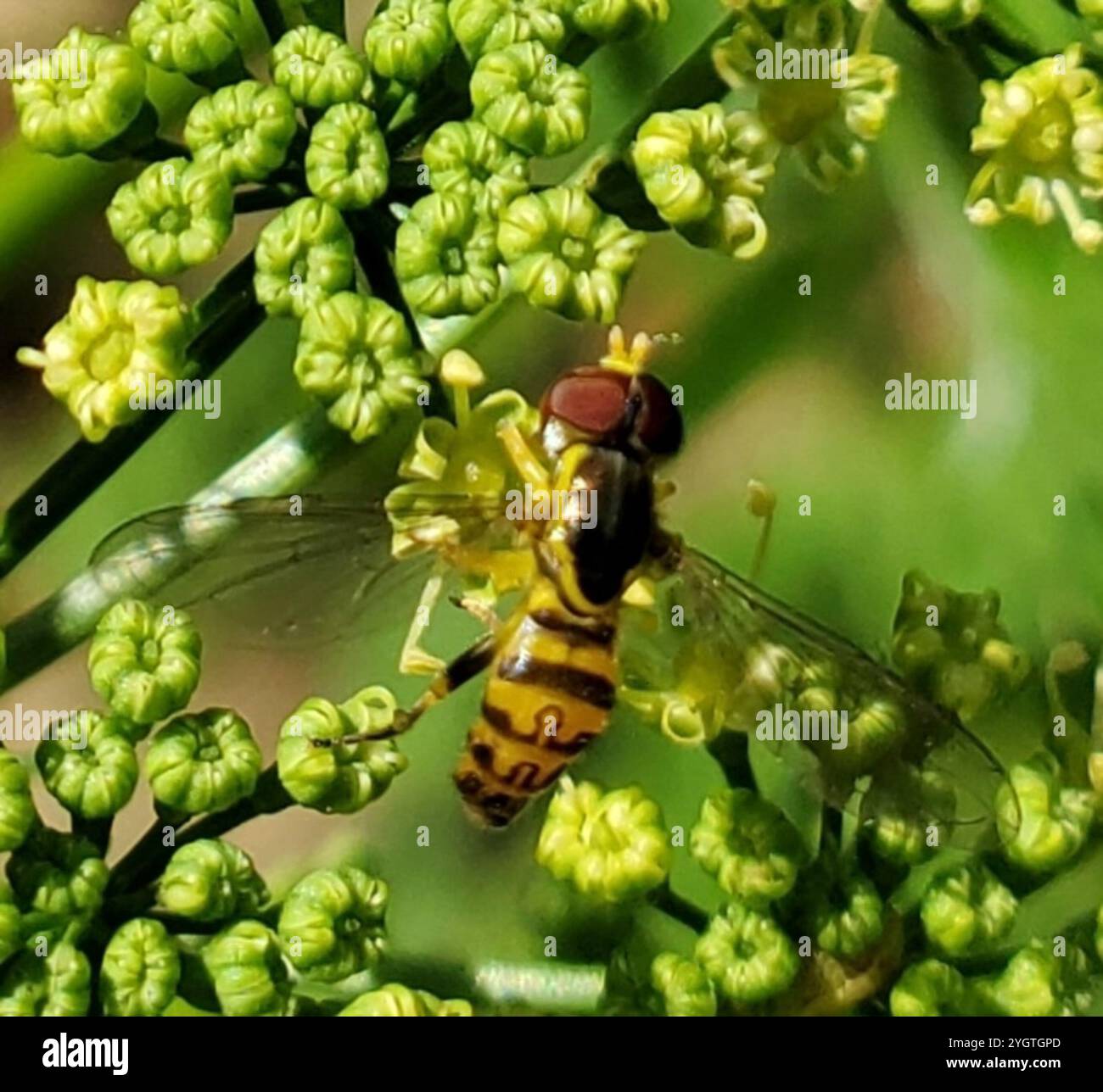 Eastern Calligrapher (Toxomerus geminatus Stock Photo - Alamy
