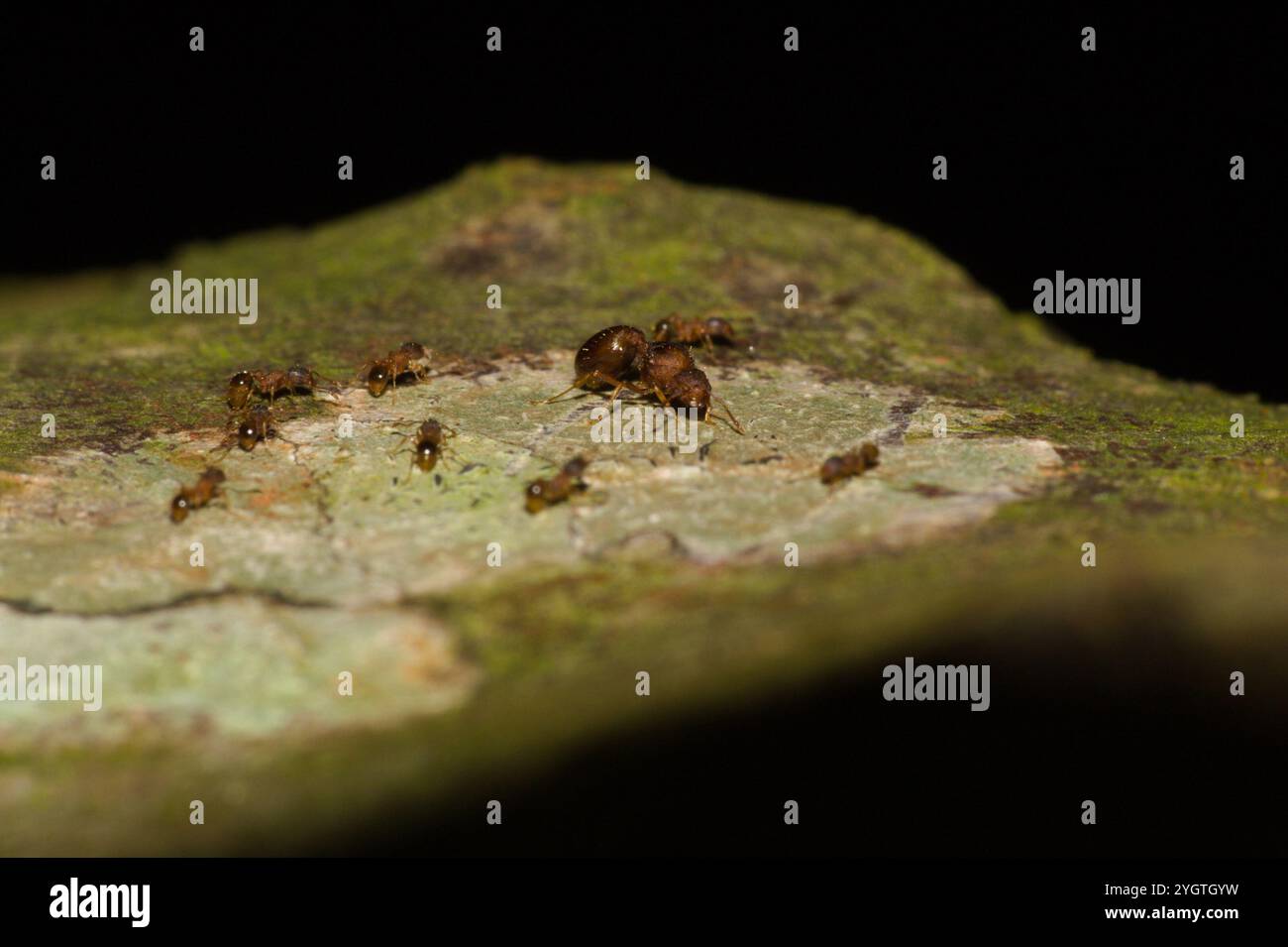 Wasmannia hi-res stock photography and images - Alamy