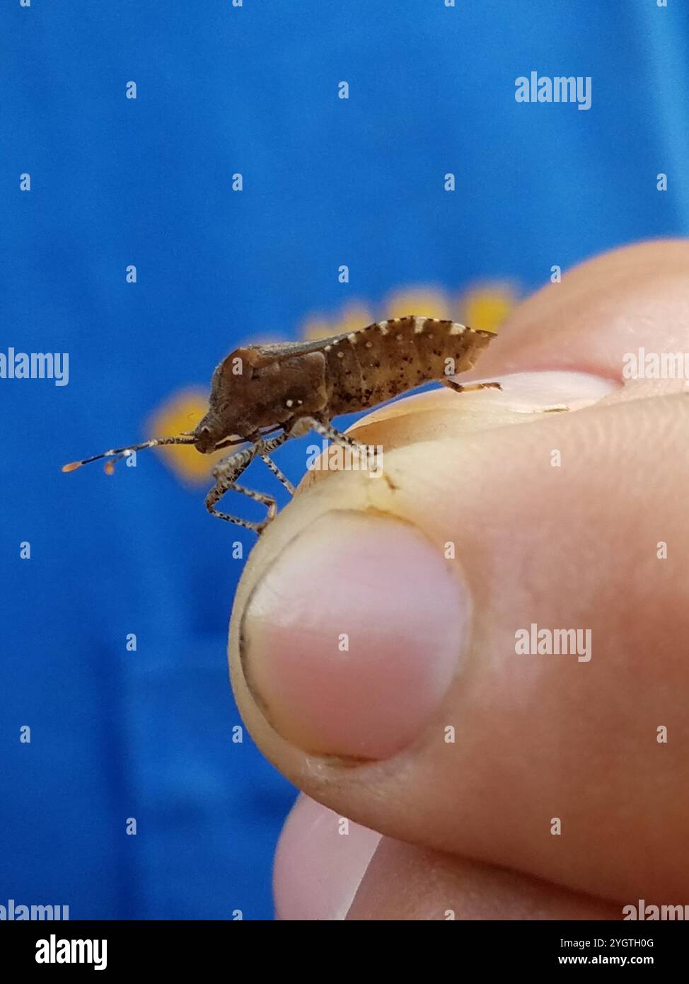 Horned Squash Bug (Anasa armigera Stock Photo - Alamy