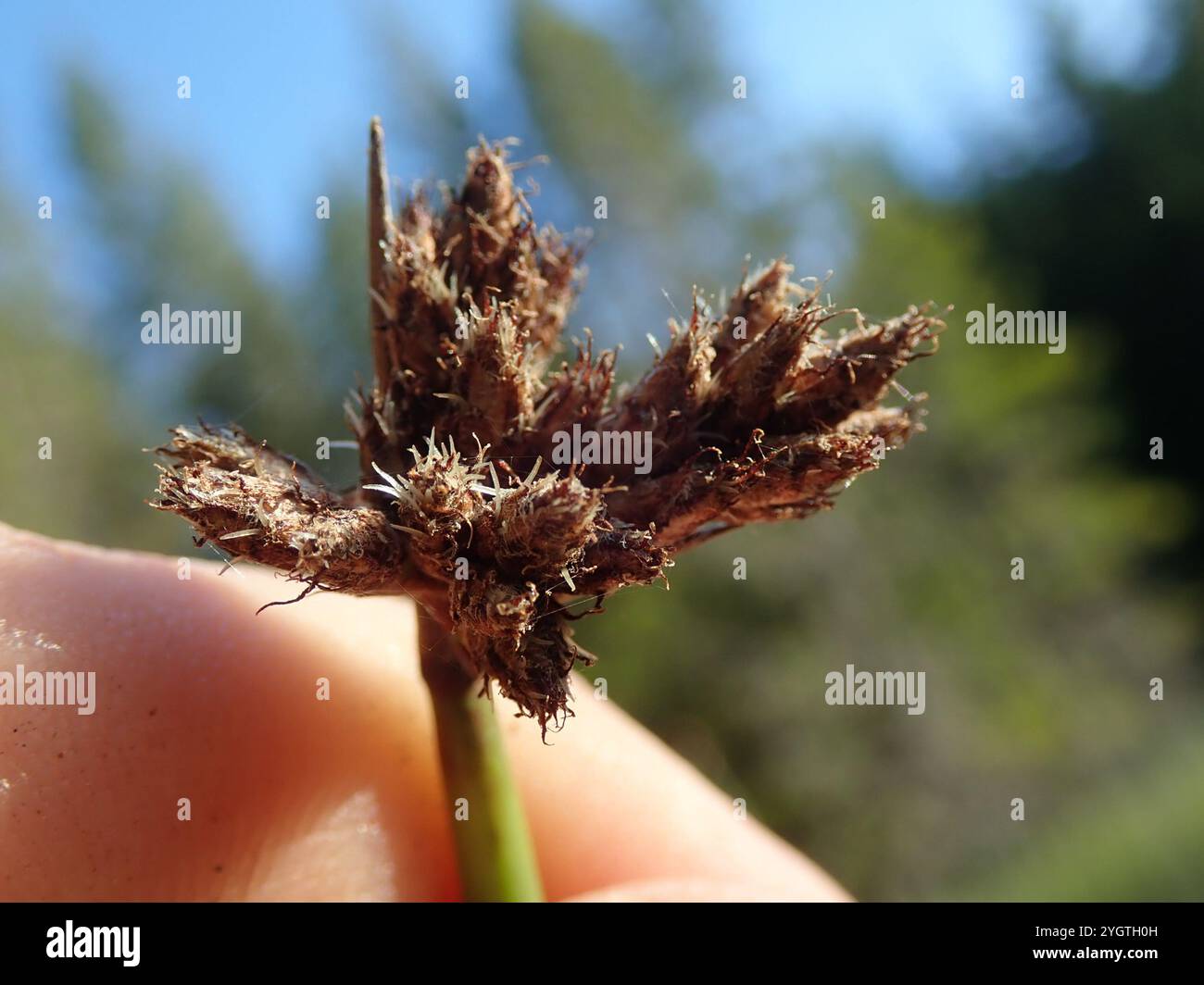 soft-stemmed bulrush (Schoenoplectus tabernaemontani Stock Photo - Alamy
