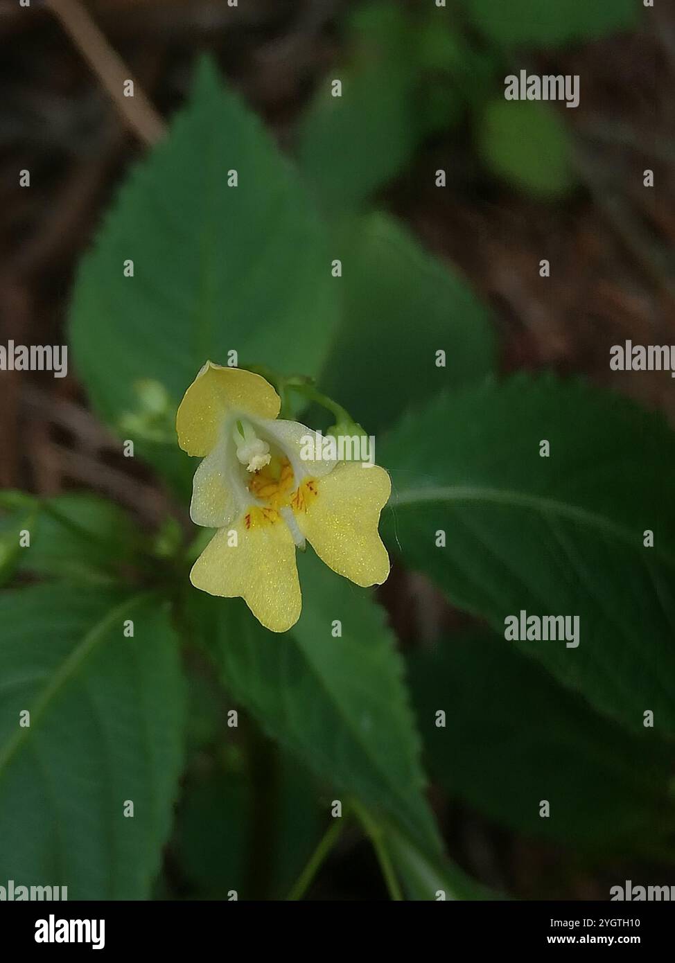 small balsam (Impatiens parviflora Stock Photo - Alamy