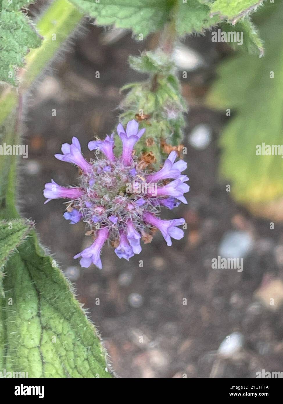western vervain (Verbena lasiostachys Stock Photo - Alamy