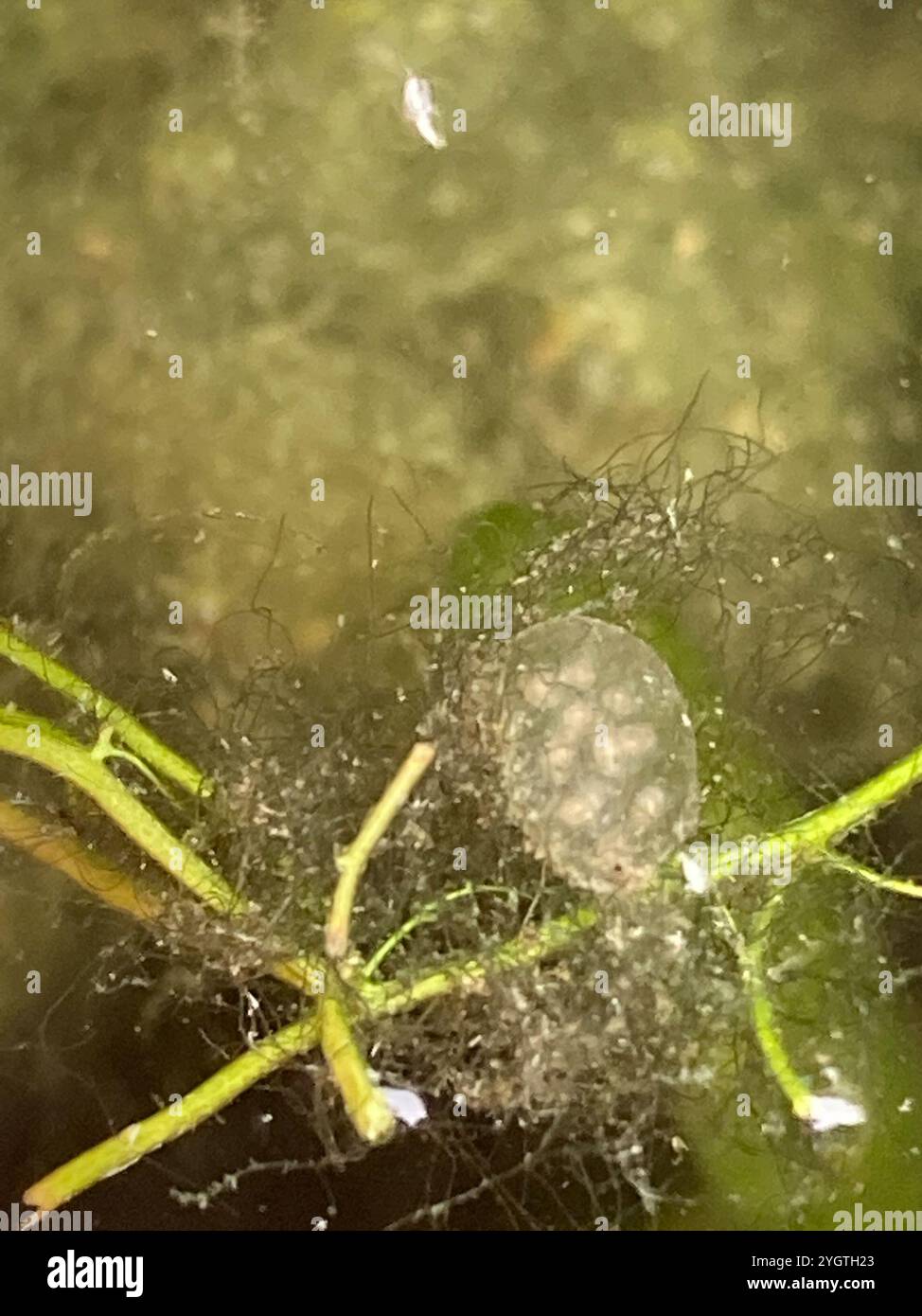 Pond Snails, Bladder Snails, and Allies (Lymnaeoidea Stock Photo - Alamy