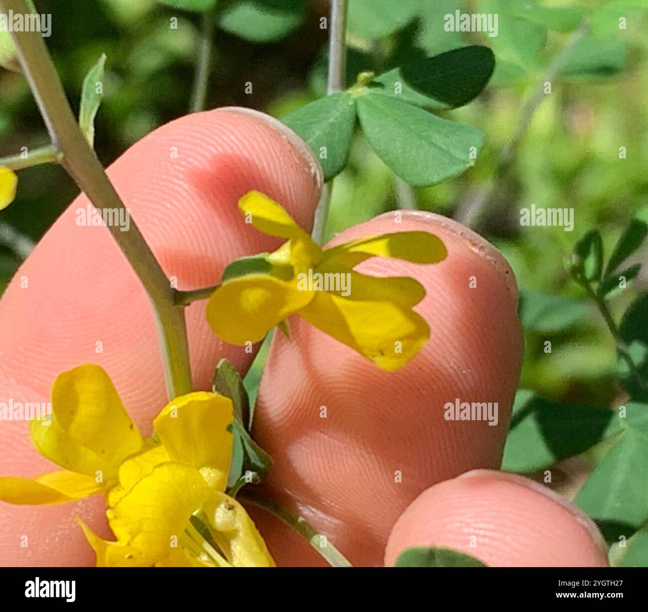 eastern wild indigo (Baptisia tinctoria Stock Photo - Alamy