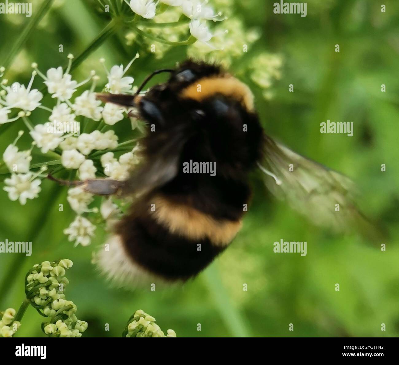 White-tailed Bumble Bee (Bombus lucorum Stock Photo - Alamy