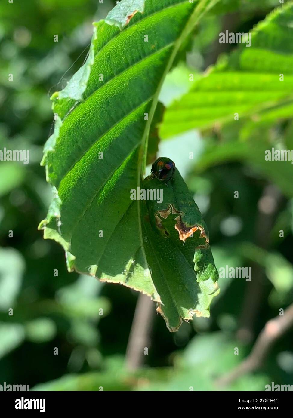 Two-spotted Lady Beetle (Adalia bipunctata Stock Photo - Alamy