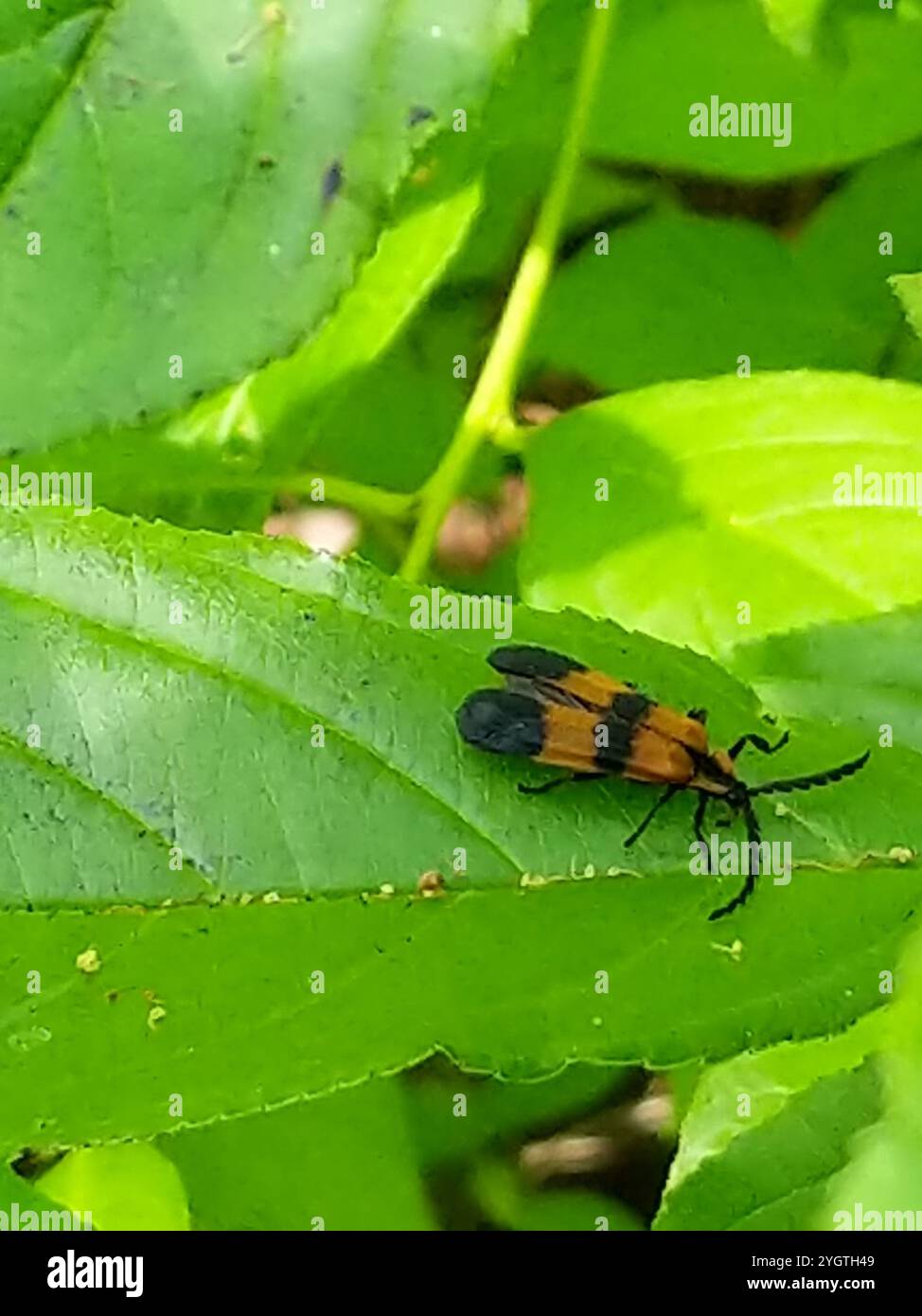 Reticulated Net-winged Beetle (Calopteron reticulatum Stock Photo - Alamy