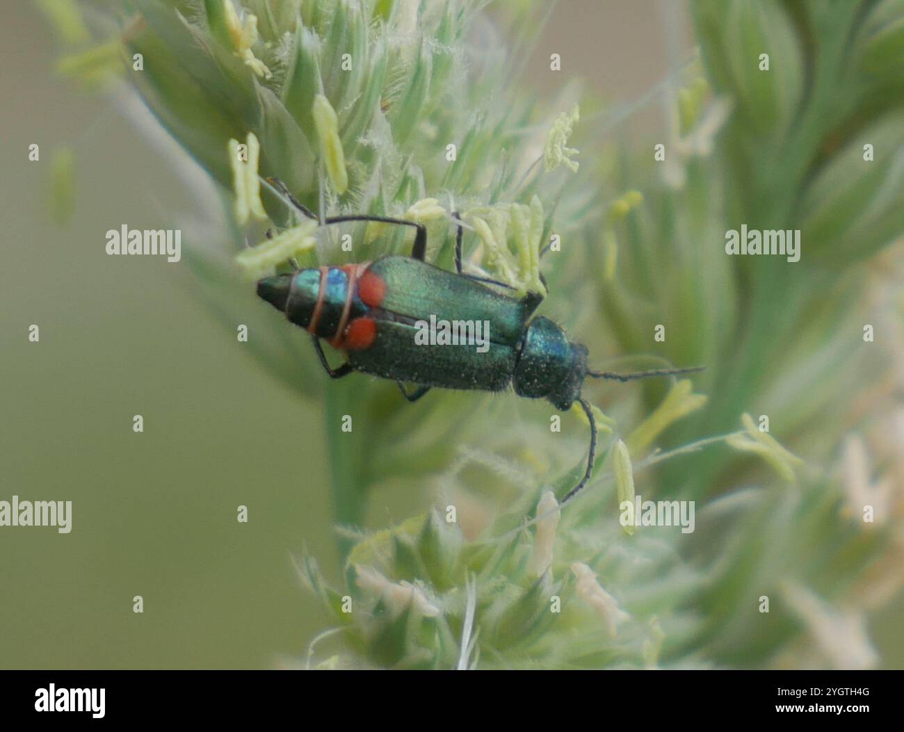 Common Malachite-beetle (Malachius bipustulatus Stock Photo - Alamy