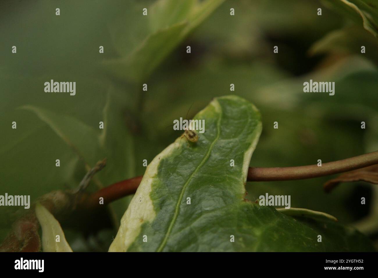 Crescent-marked Lily Aphid (Neomyzus circumflexus Stock Photo - Alamy