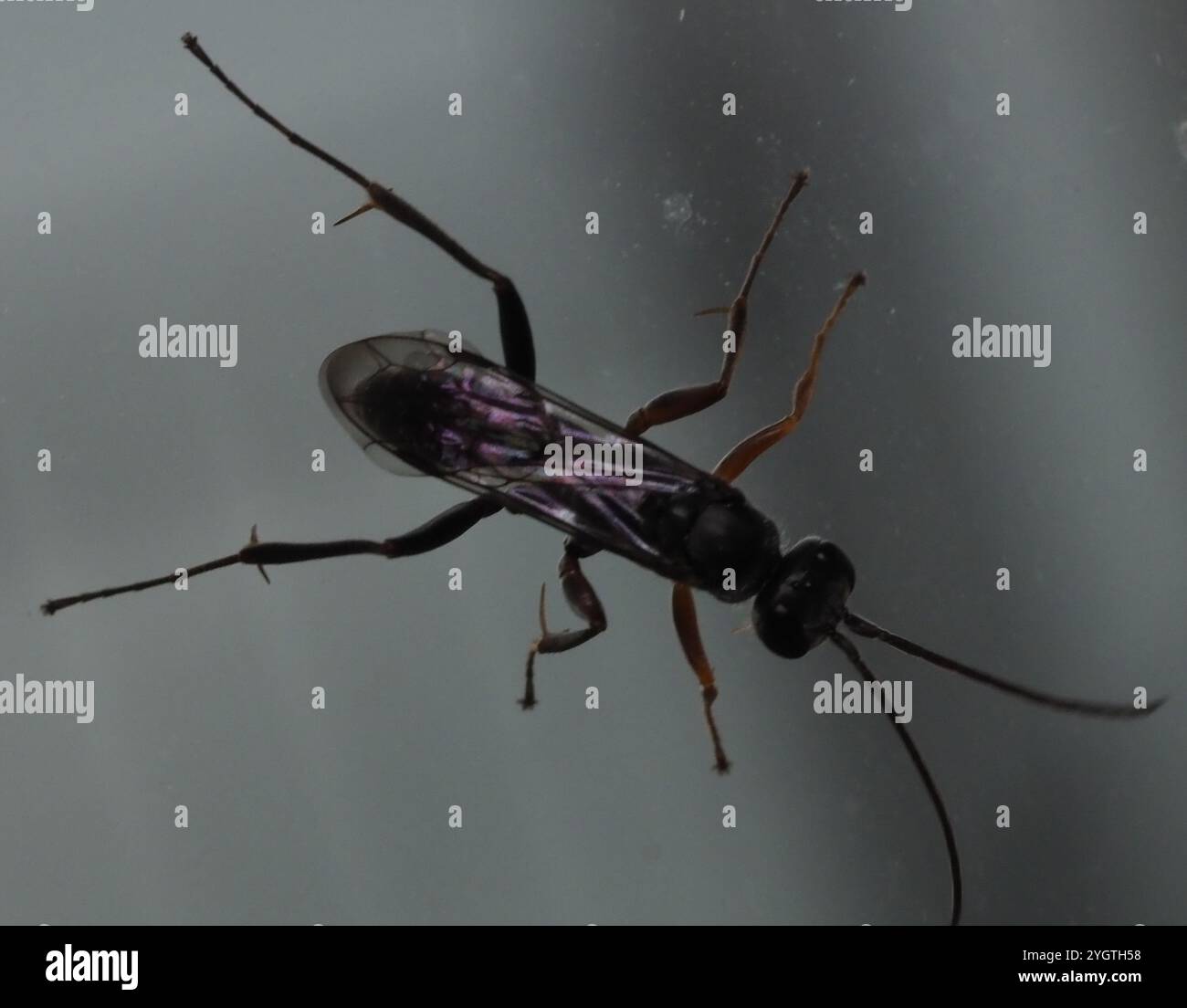 Mud-nesting Spider Wasps (Ageniellini Stock Photo - Alamy