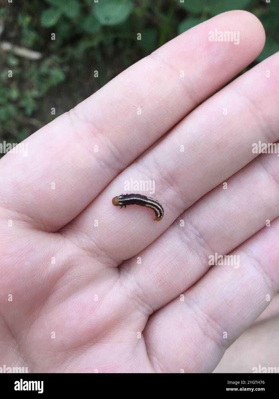 Nebris hi-res stock photography and images - Alamy