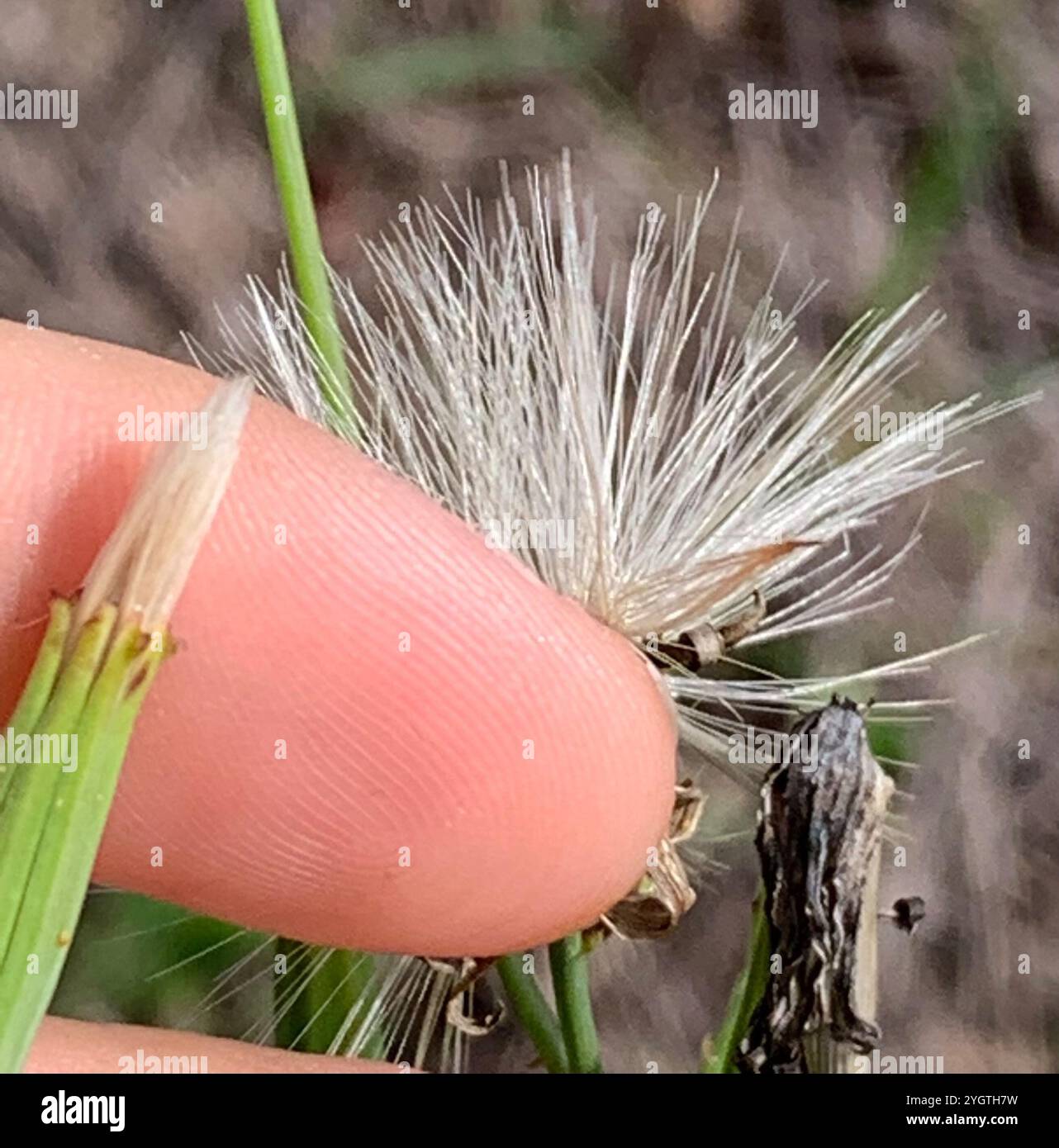 rose rush (Lygodesmia aphylla Stock Photo - Alamy