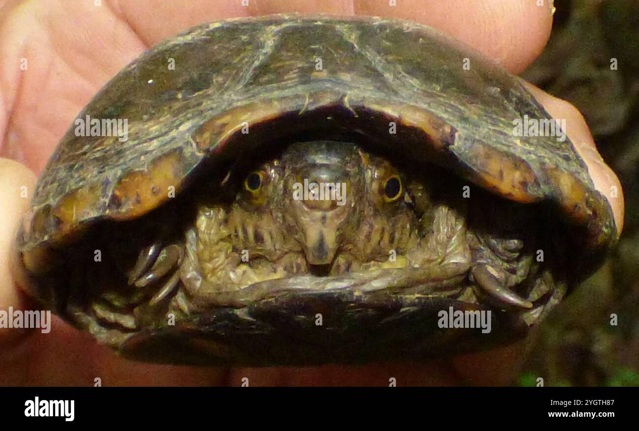 Turtle kinosternon subrubrum kinosternon subrubrum hi-res stock ...