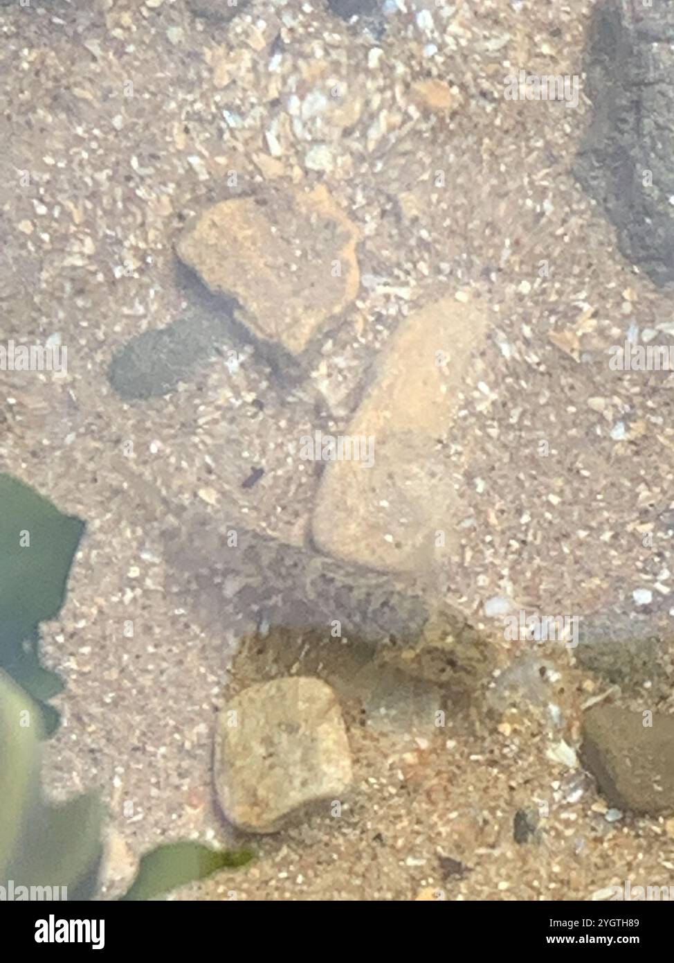 Rock goby gobius paganellus hi-res stock photography and images - Alamy
