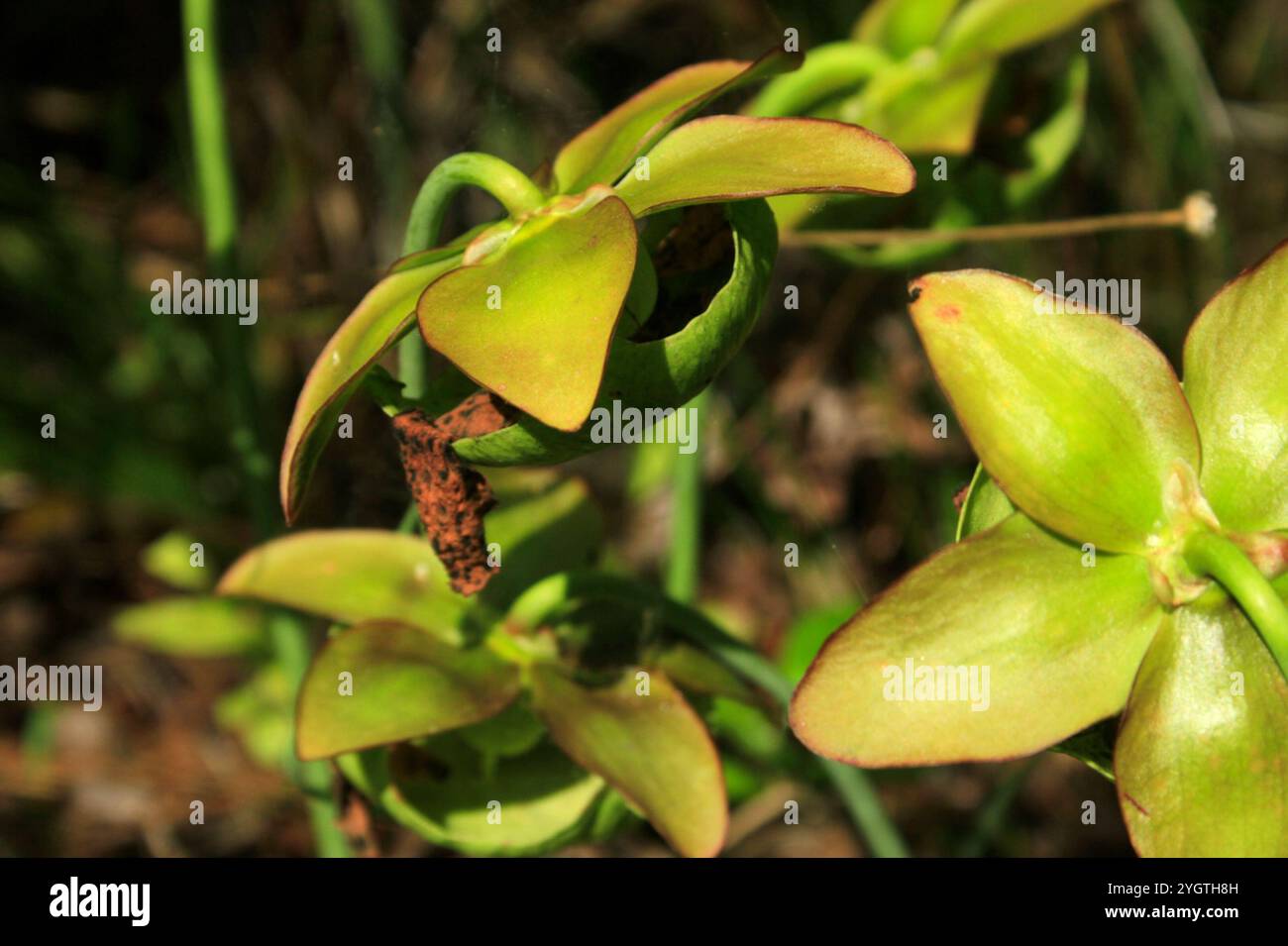 Southern Purple Pitcher Plant (Sarracenia purpurea venosa Stock Photo ...