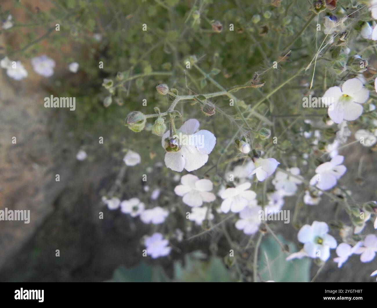 Family scrophulariaceae hi-res stock photography and images - Alamy