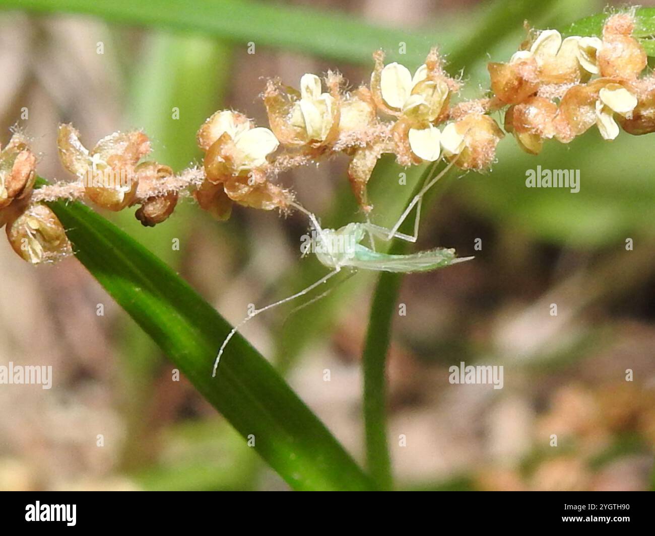Winged and Once-winged Insects (Pterygota Stock Photo - Alamy