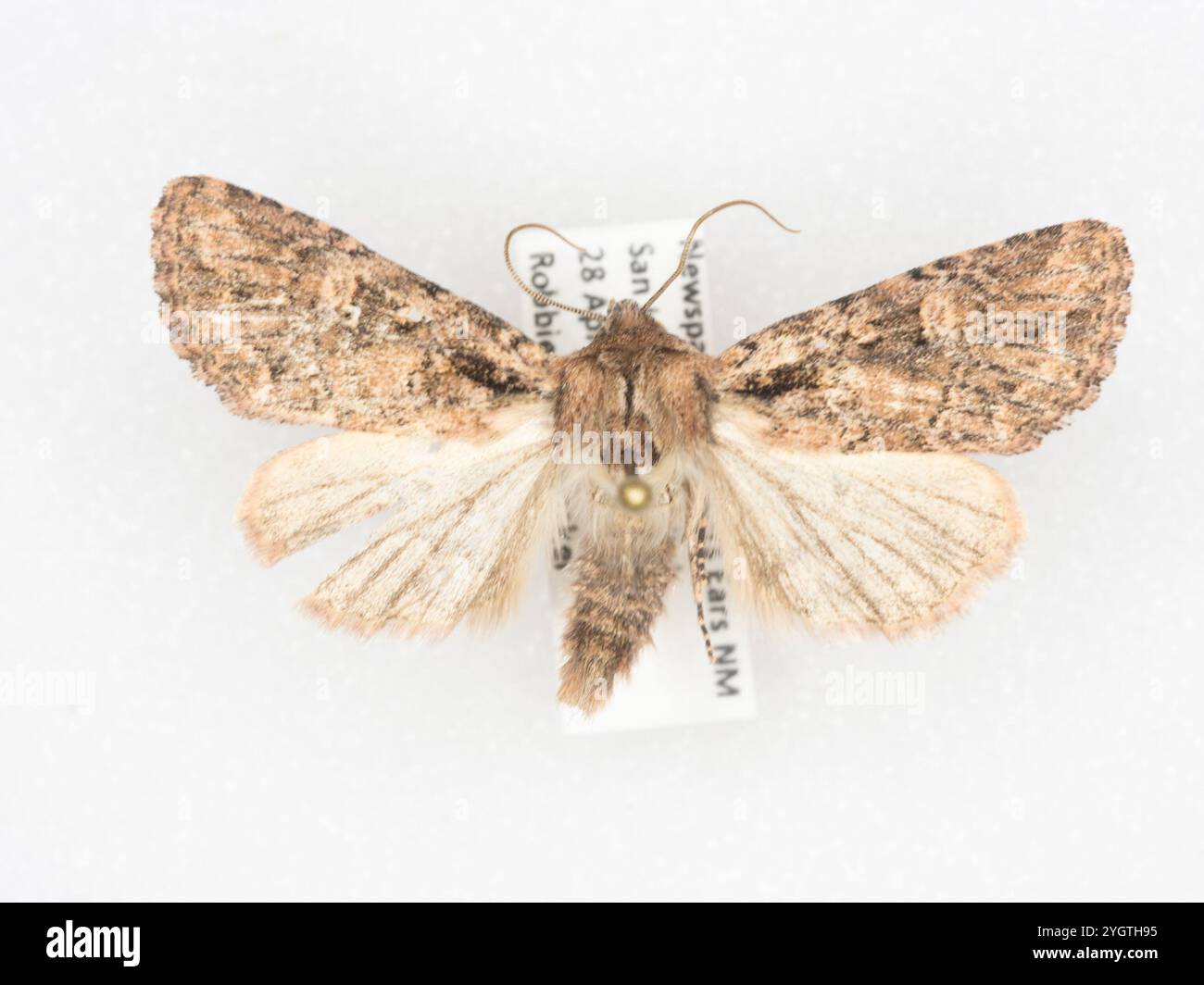 Cutworms and Dart Moths (Noctuinae Stock Photo - Alamy