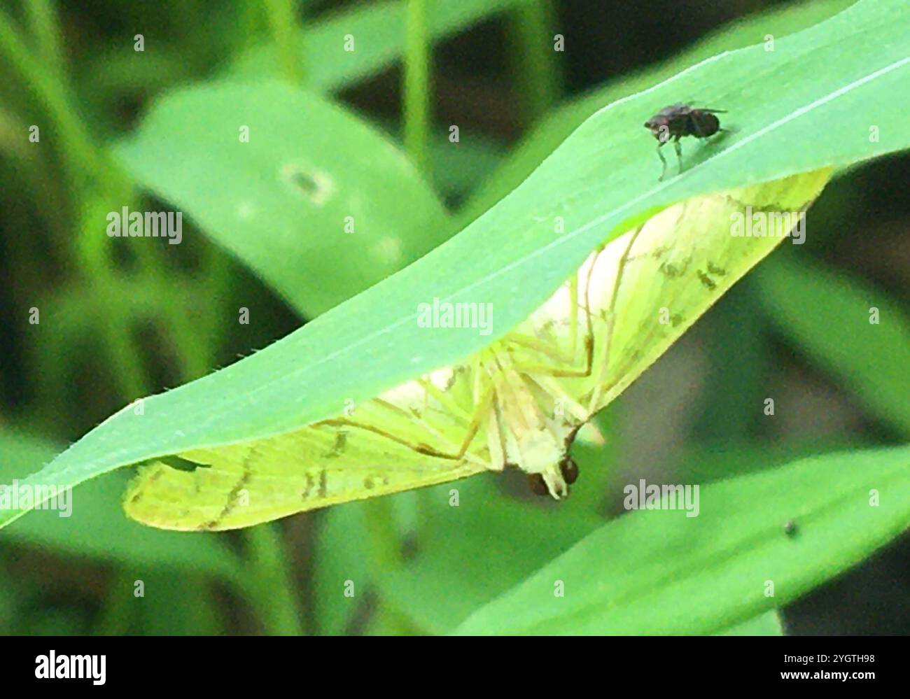 Hollow-spotted Blepharomastix Moth (Blepharomastix ranalis Stock Photo - Alamy