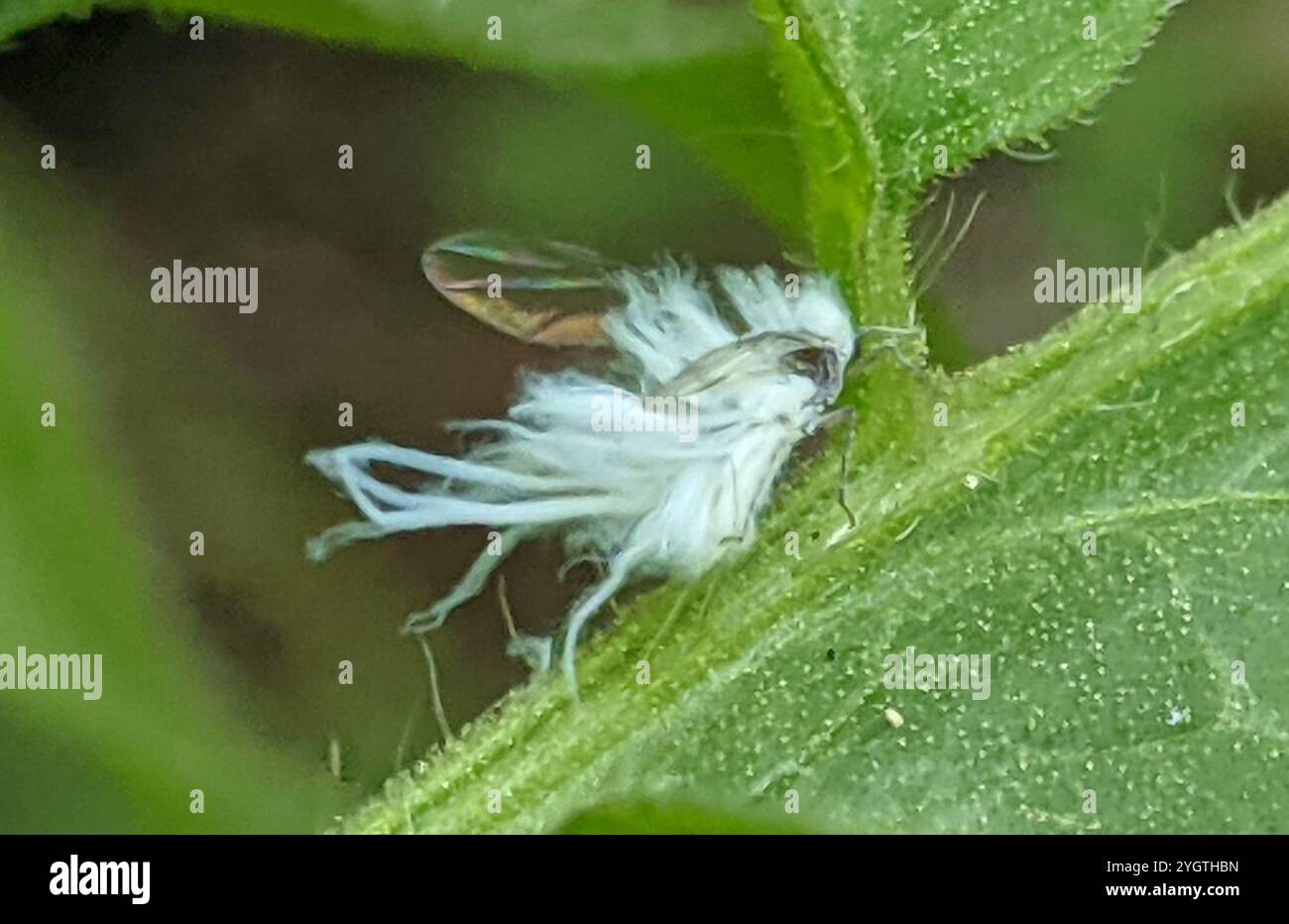 Woolly Aphids and Gall-making Aphids (Eriosomatinae Stock Photo - Alamy