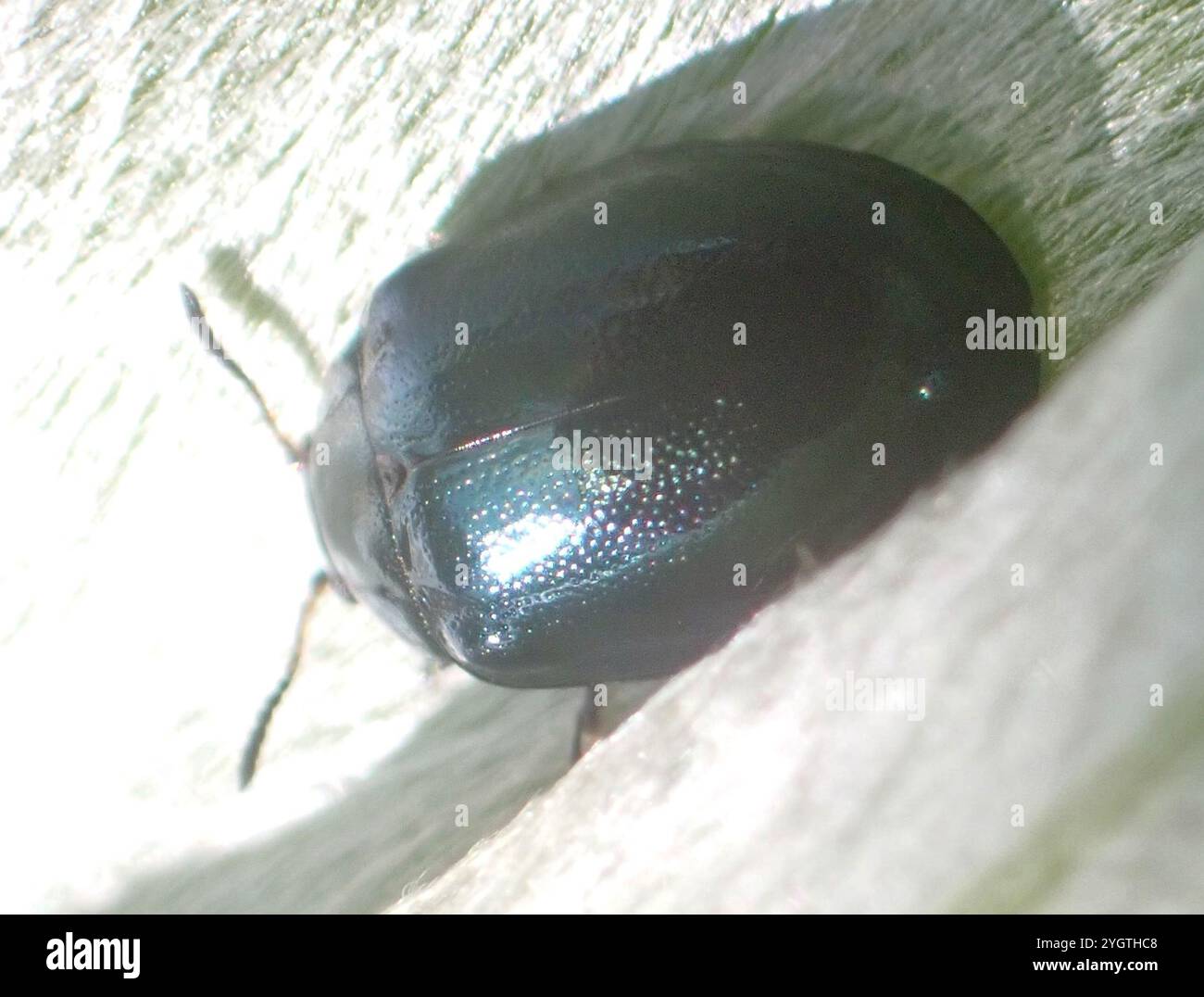 Willow Leaf Beetle (Plagiodera versicolora Stock Photo - Alamy