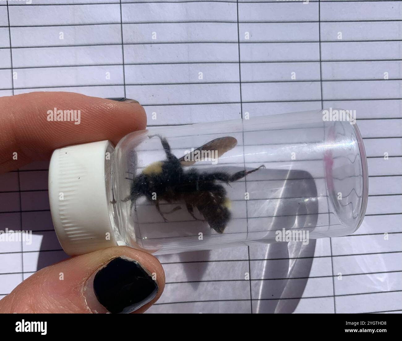 California Bumble Bee (Bombus californicus Stock Photo - Alamy