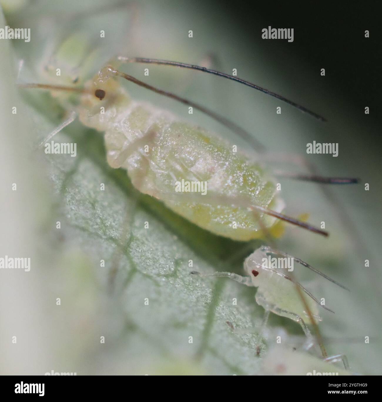 Illinoia hi-res stock photography and images - Alamy