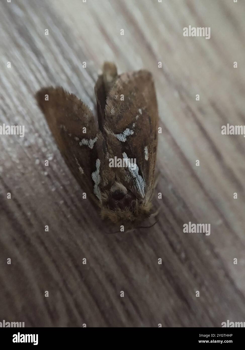 Common Swift Moth (Korscheltellus lupulina Stock Photo - Alamy