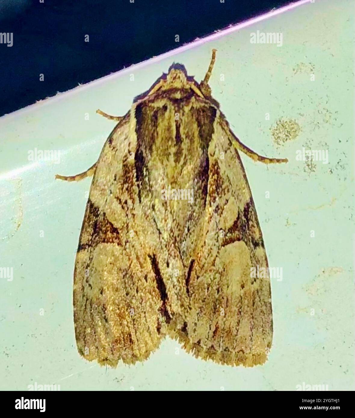 Triangula hi-res stock photography and images - Alamy