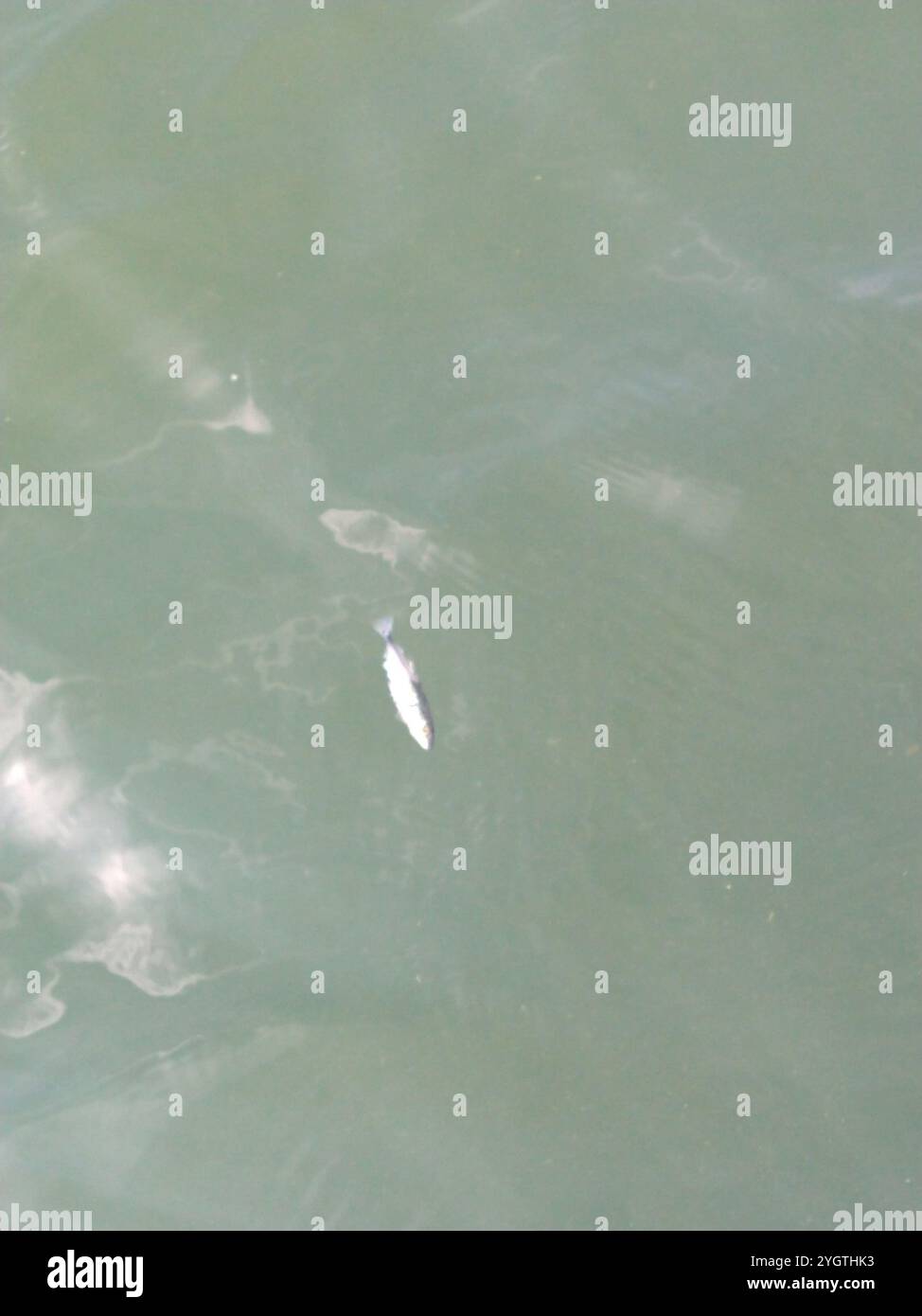 Threespine Stickleback (Gasterosteus aculeatus Stock Photo - Alamy