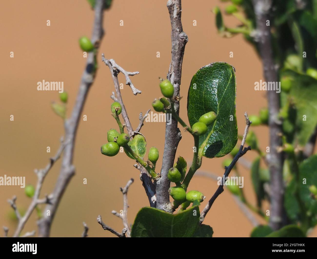 sapphire-berry (Symplocos paniculata Stock Photo - Alamy