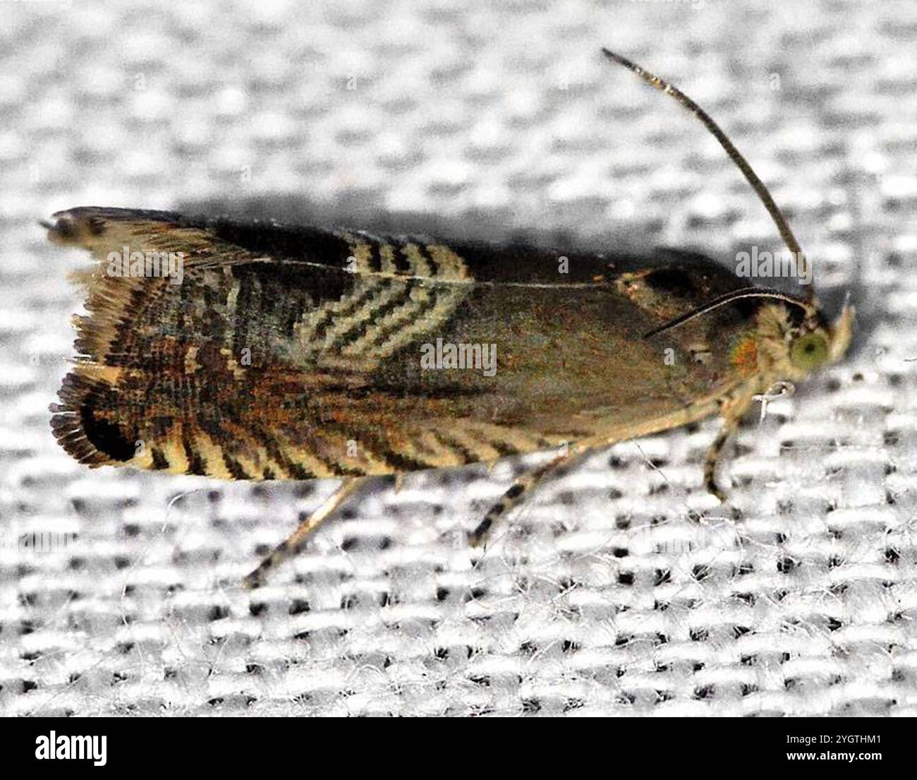 Three-lined Grapholita Moth (Grapholita tristrigana Stock Photo - Alamy