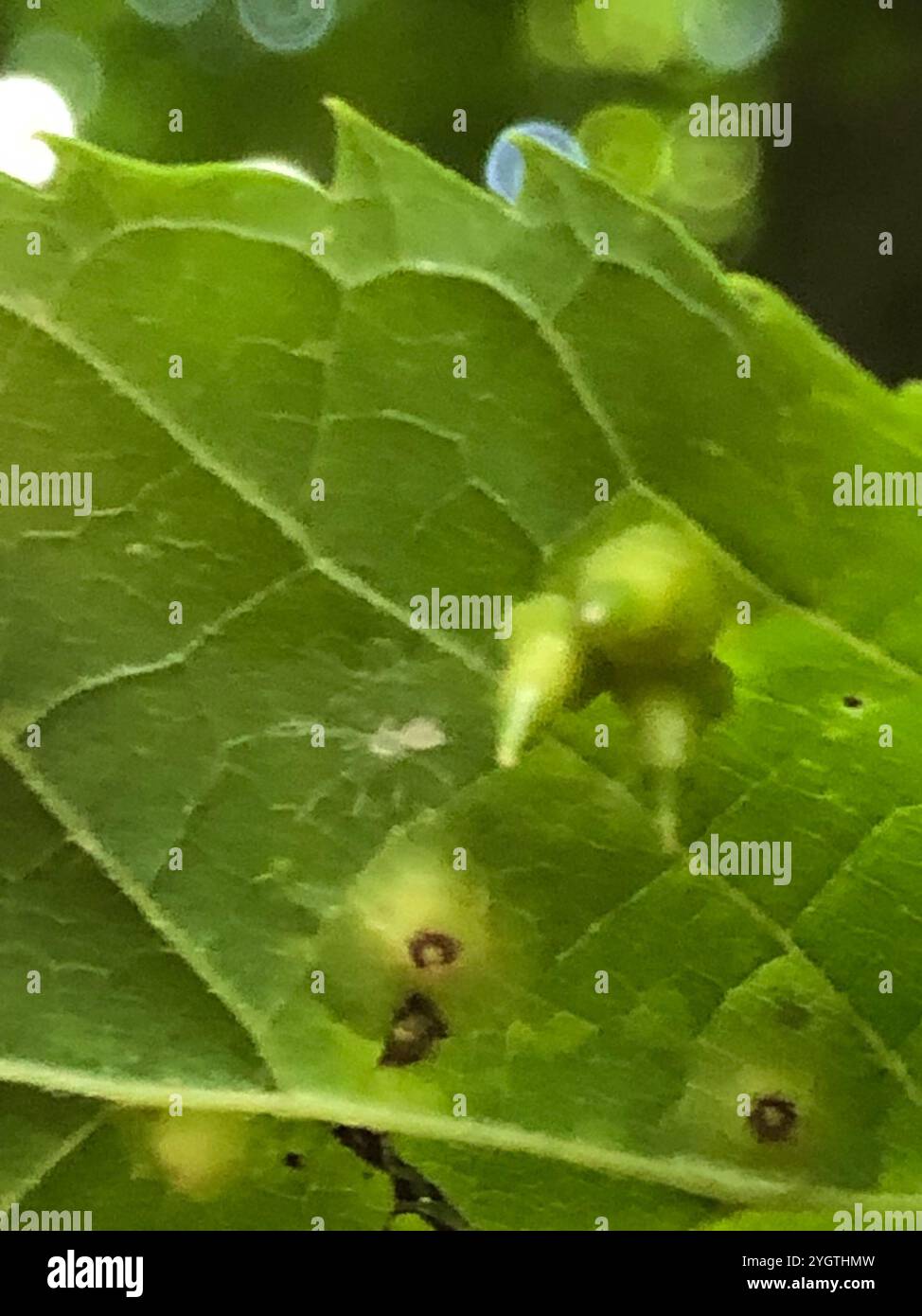 Hackberry Thorn Gall Midge (Celticecis spiniformis Stock Photo - Alamy