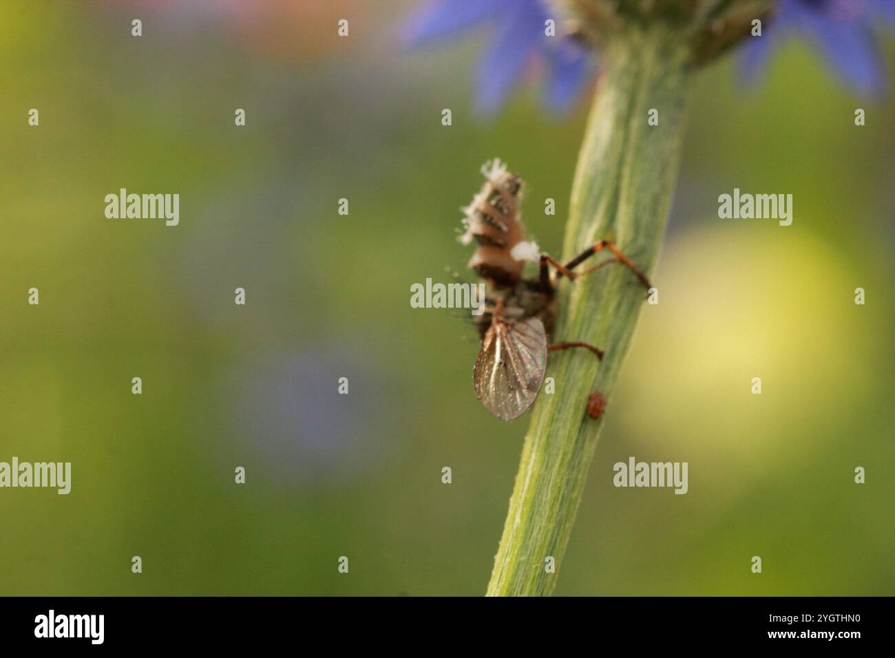 Fly Death Fungi (Entomophthora muscae Stock Photo - Alamy