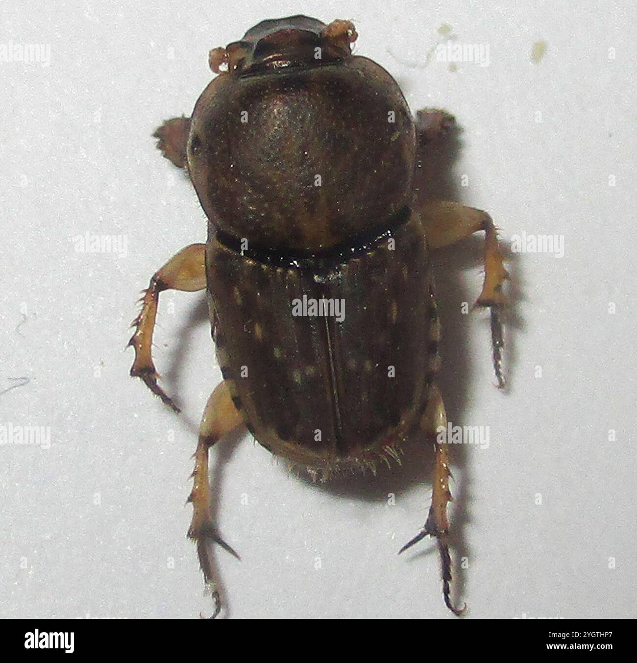 Northern Sandy Dung Beetle (Euoniticellus intermedius Stock Photo - Alamy