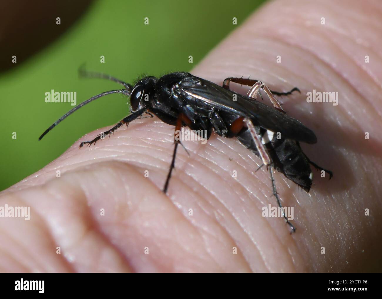 Red legged wasp hi-res stock photography and images - Alamy