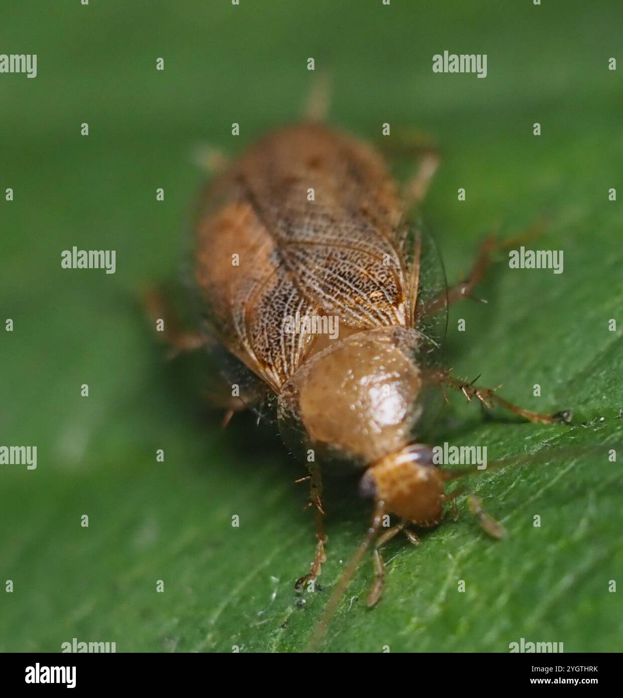 Ectobius pallidus hi-res stock photography and images - Alamy