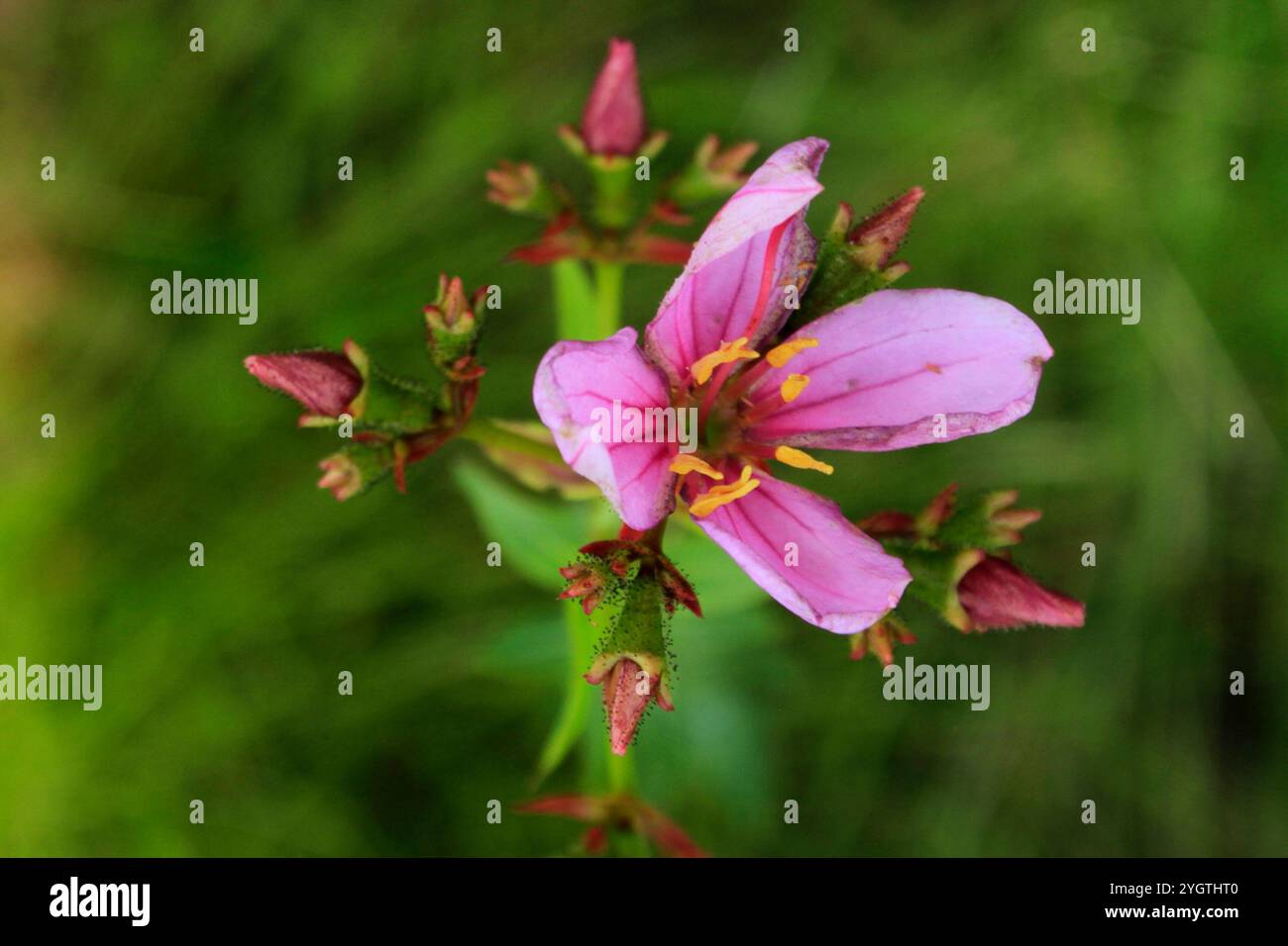 Savannah meadowbeauty (Rhexia alifanus Stock Photo - Alamy