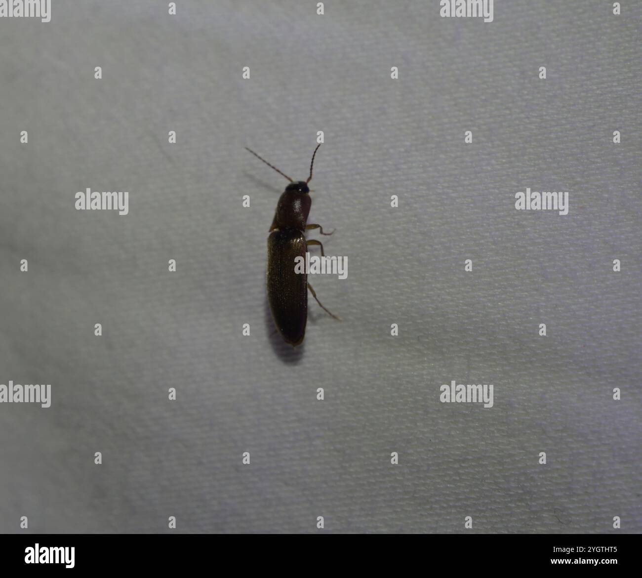 margined click beetle (Dalopius marginatus Stock Photo - Alamy