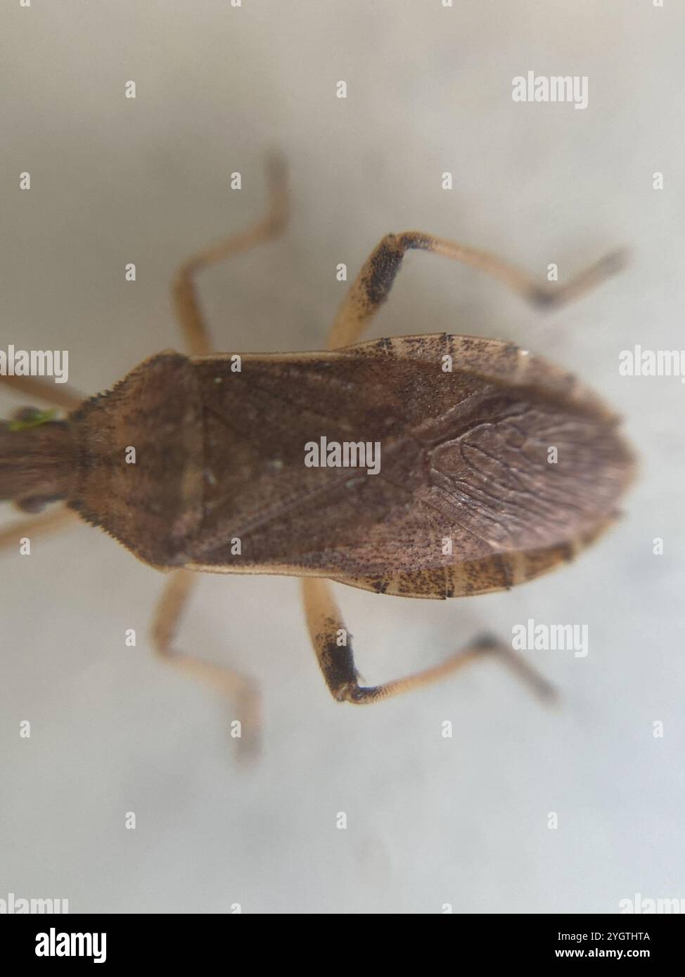 Slender horned leatherbug hi-res stock photography and images - Alamy