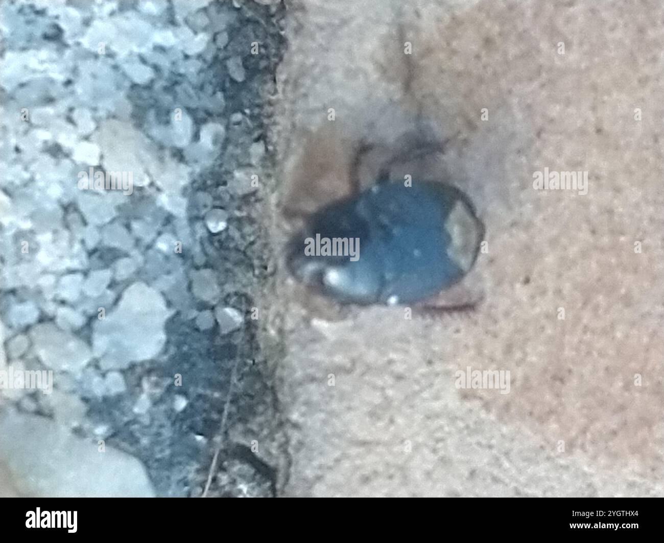 Two-lined Burrowing Bug (Pangaeus bilineatus Stock Photo - Alamy