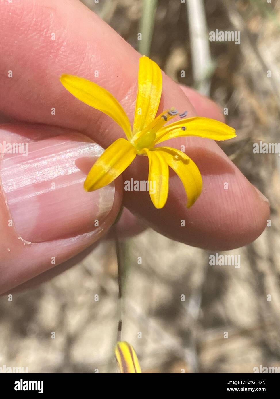 Bloomeria hi-res stock photography and images - Alamy