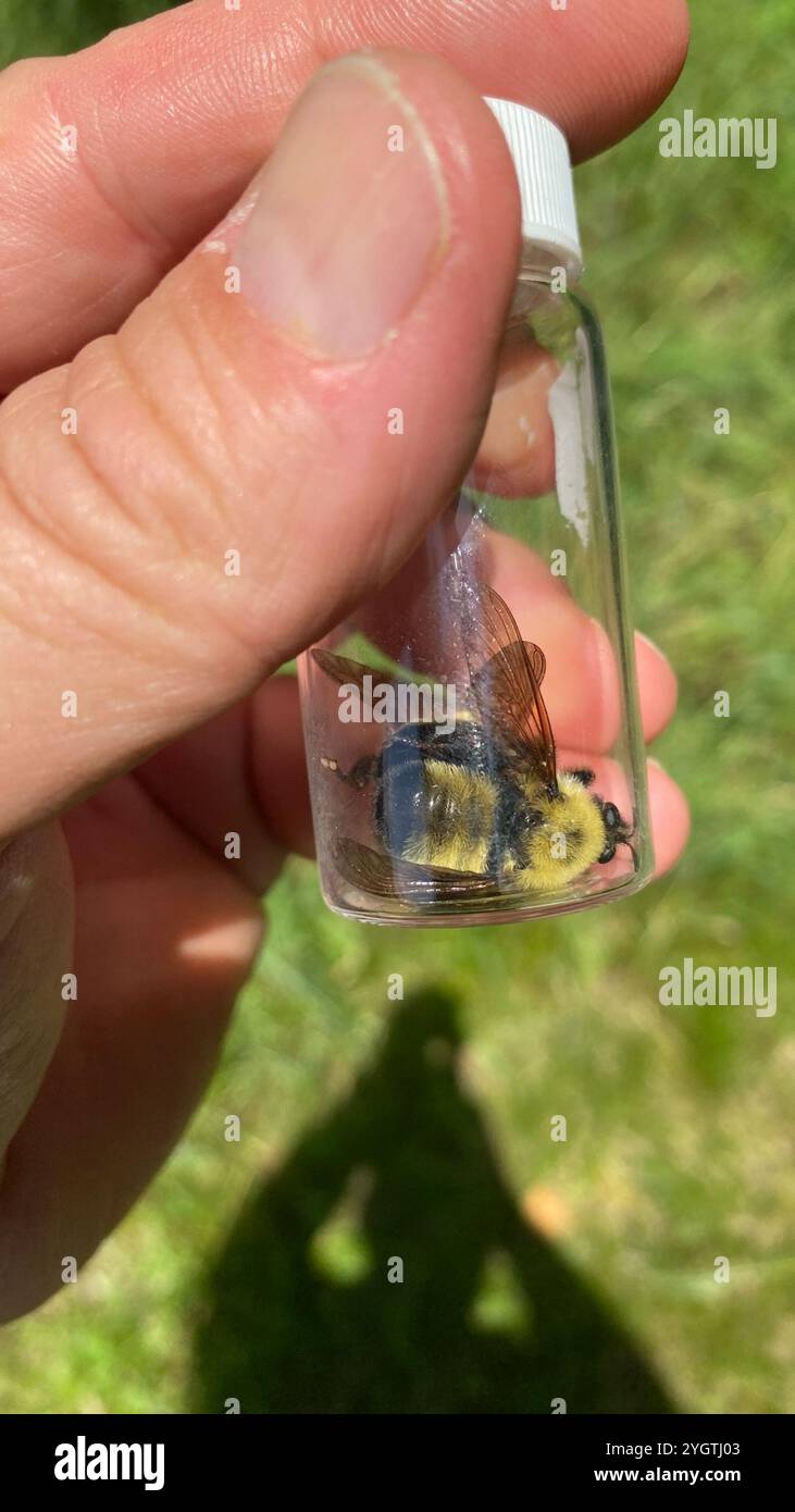 Eastern Yellow-backed Laphria (Laphria thoracica Stock Photo - Alamy