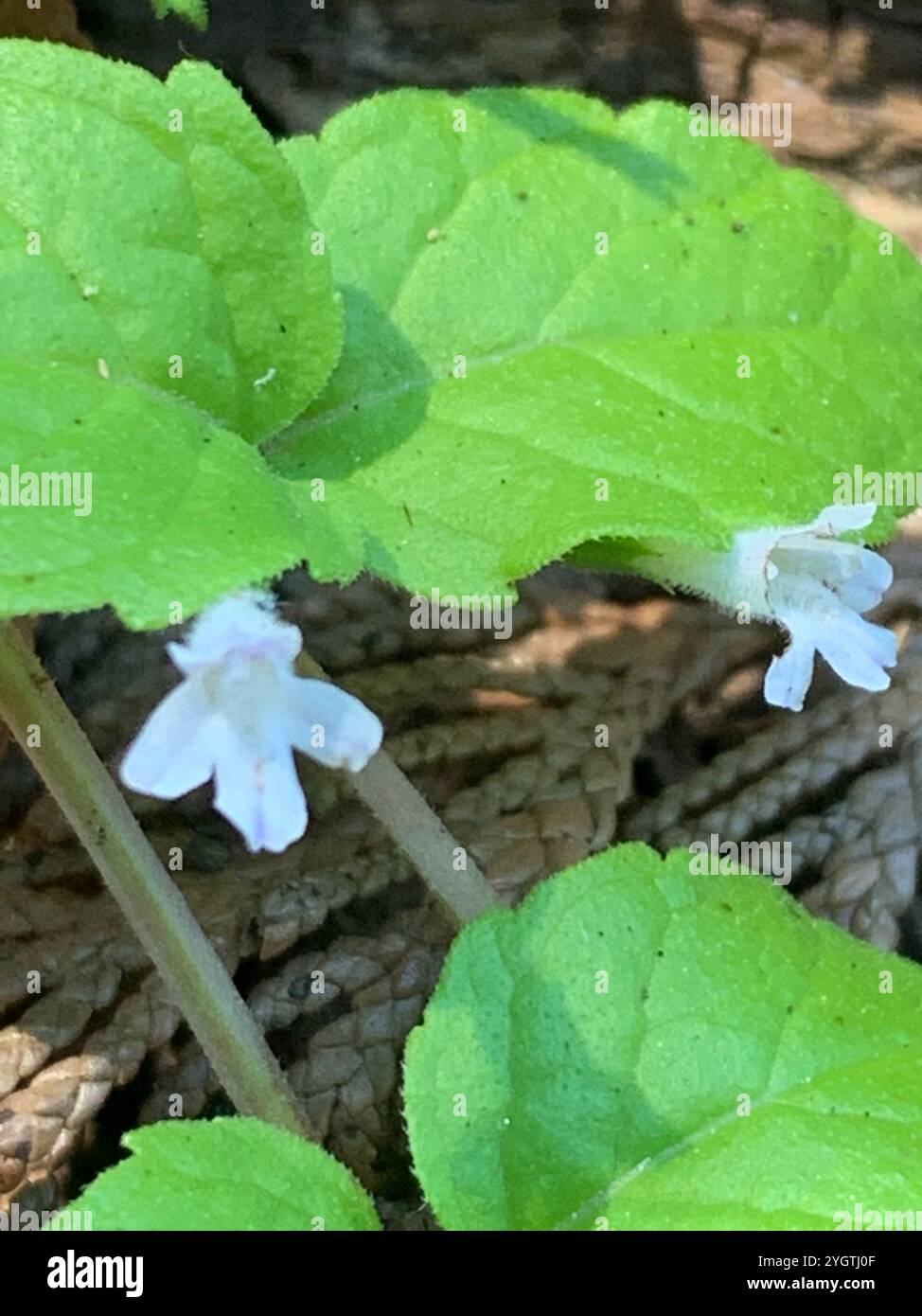 yerba buena (Clinopodium douglasii Stock Photo - Alamy