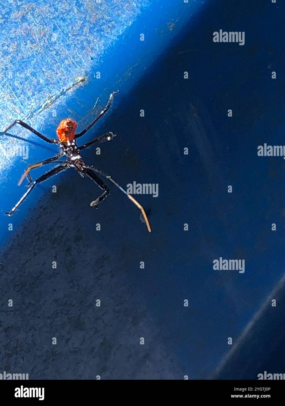 North American Wheel Bug (Arilus cristatus Stock Photo - Alamy