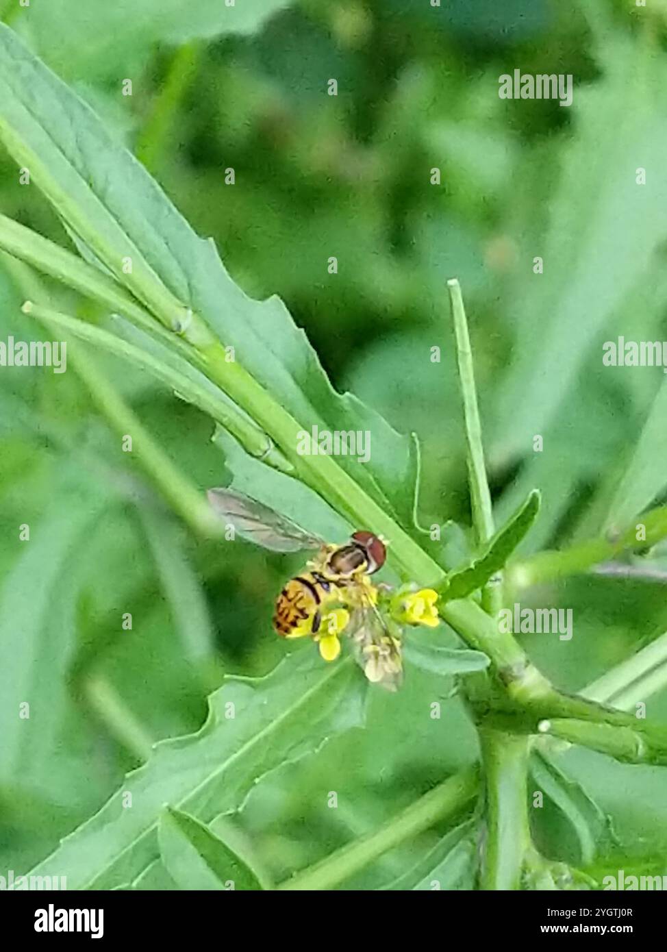 Eastern Calligrapher (Toxomerus geminatus Stock Photo - Alamy