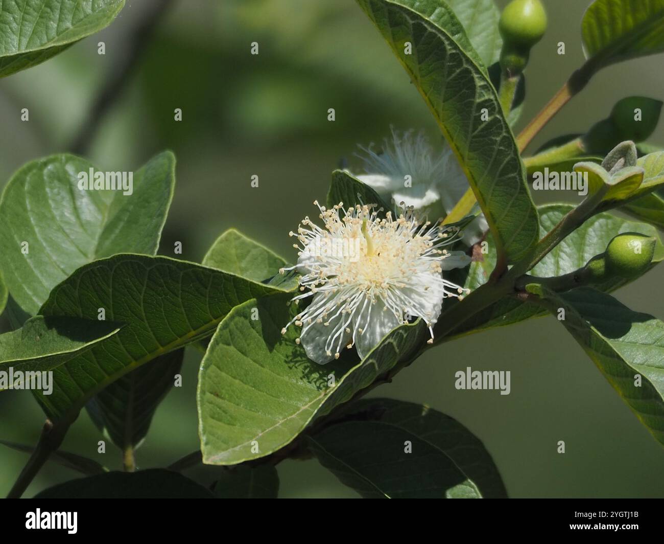 Common guava (Psidium guajava Stock Photo - Alamy