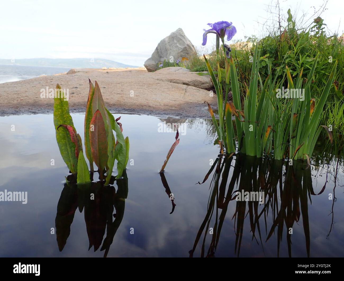 beach-head iris (Iris hookeri Stock Photo - Alamy