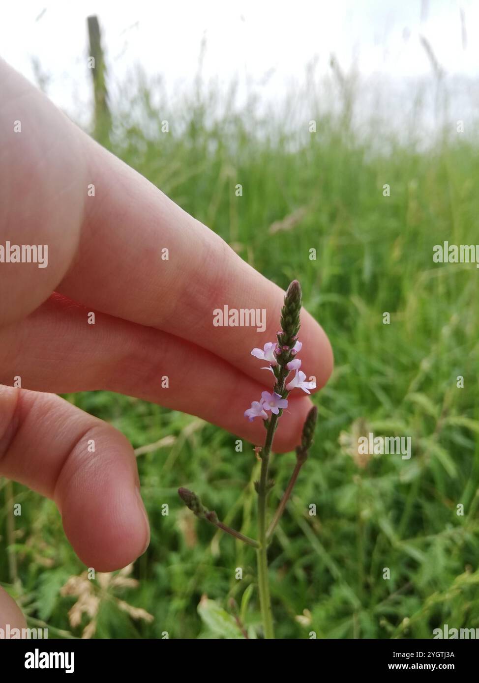 Common vervain (Verbena officinalis Stock Photo - Alamy